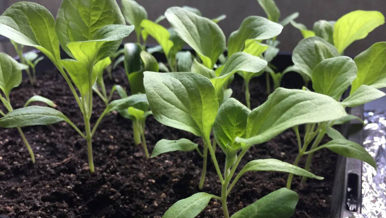 Mycorrhizal fungi | liquid fertilizer NZ