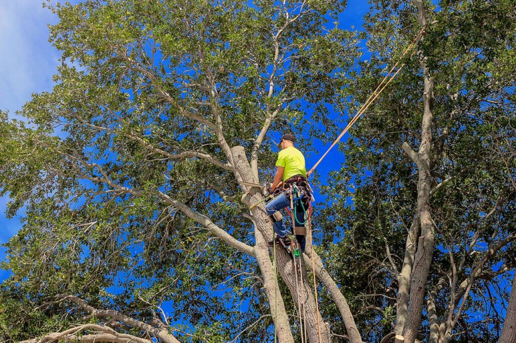 Tree Arborist Near Me Best Tree Loppers Near Me 2021